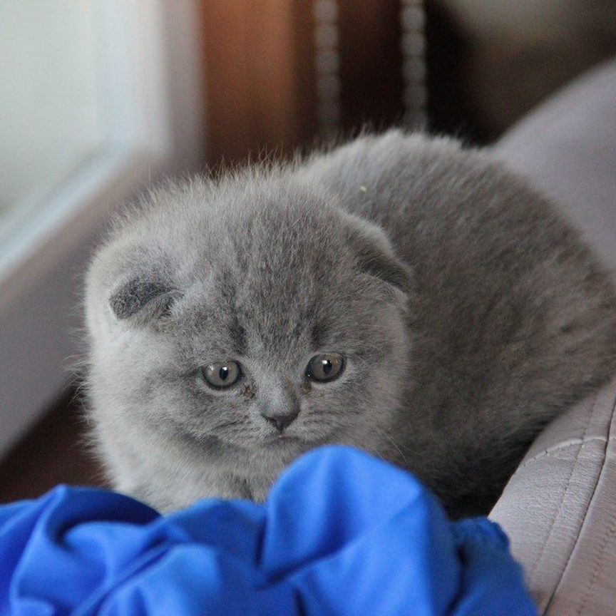 Шотландские котята