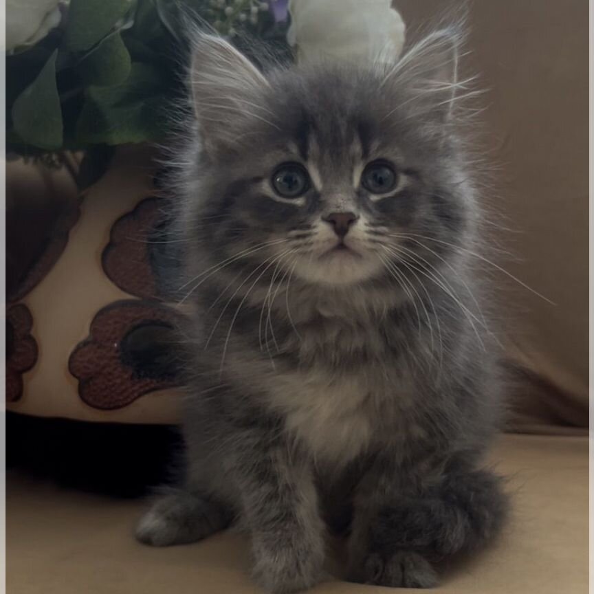 Сибирский котёнок