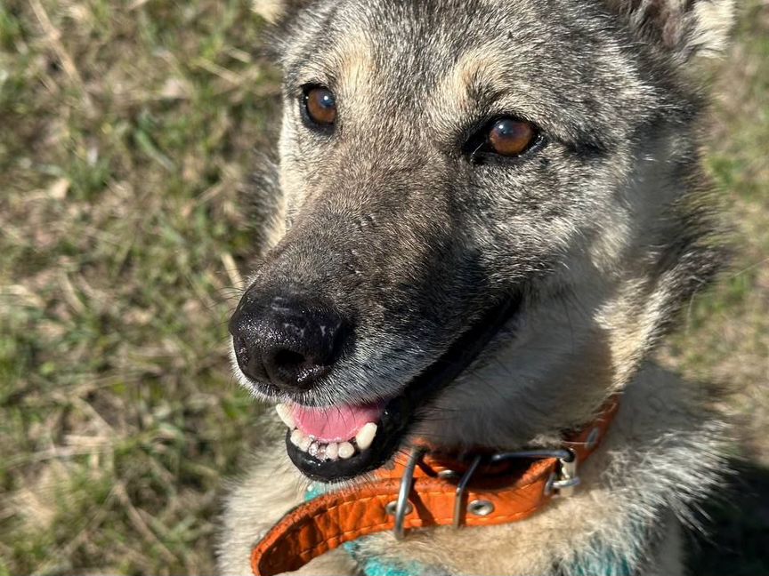 Тимка (приют, около 5 лет)