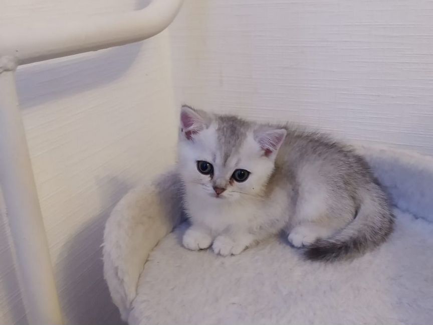 Шотландский прямоухий котёнок