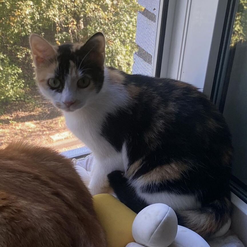 Малышка Ляля- Куколка, 10 месяцев