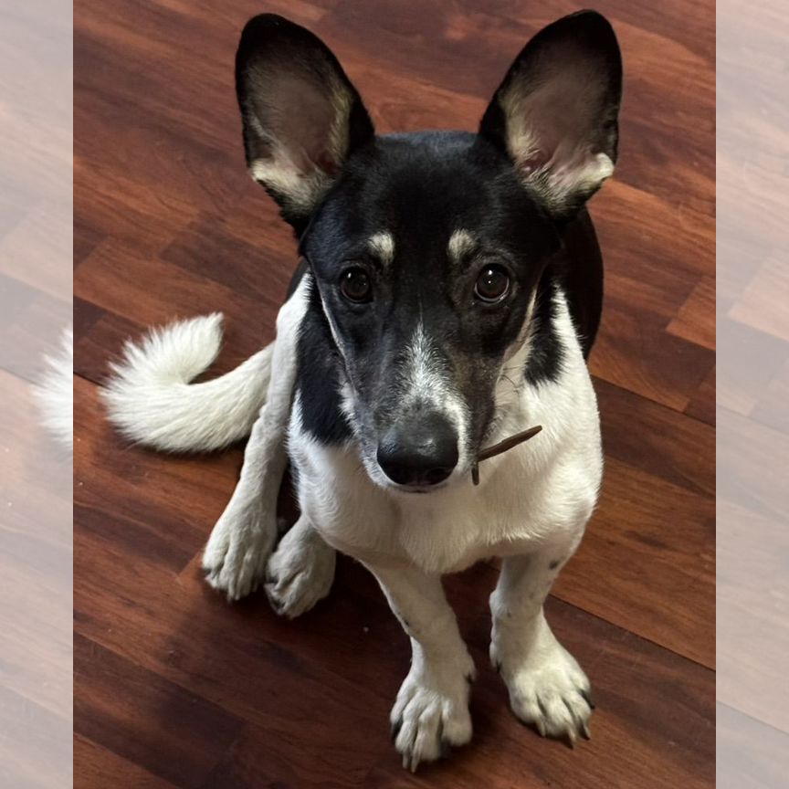 Тедди-рузвельт-терьер, щенок