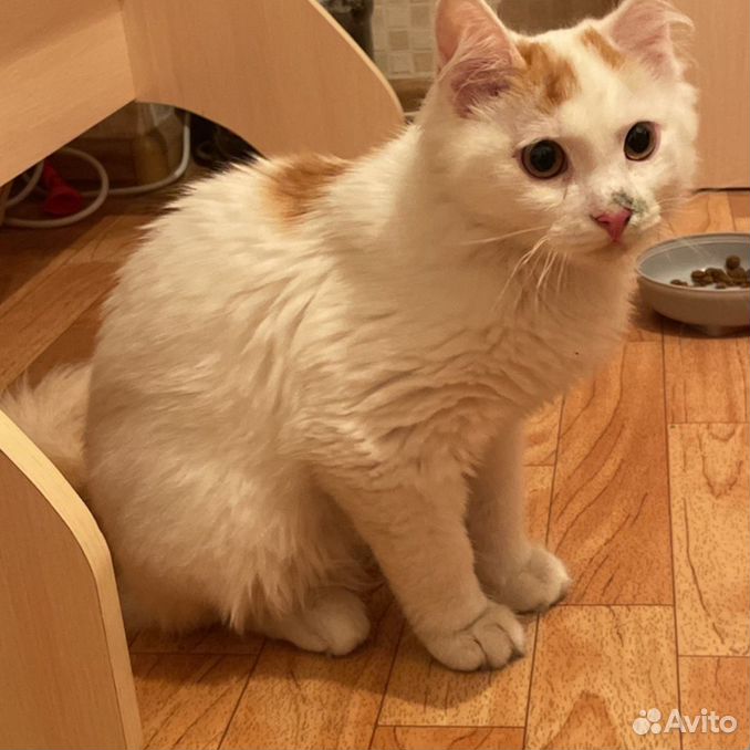 Кошка маленькая Хозяева, найдитесь