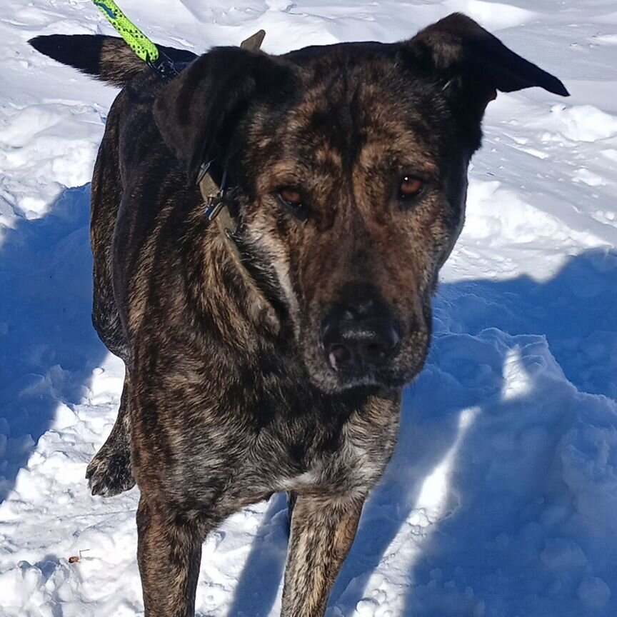 Взрослый пёс в добрые руки