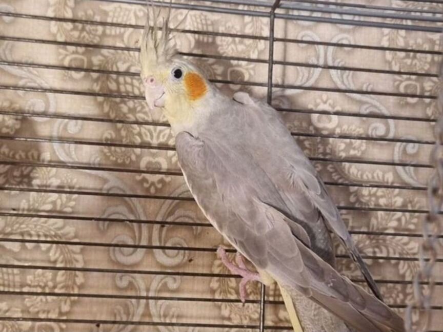 Обмен на Какариков пару