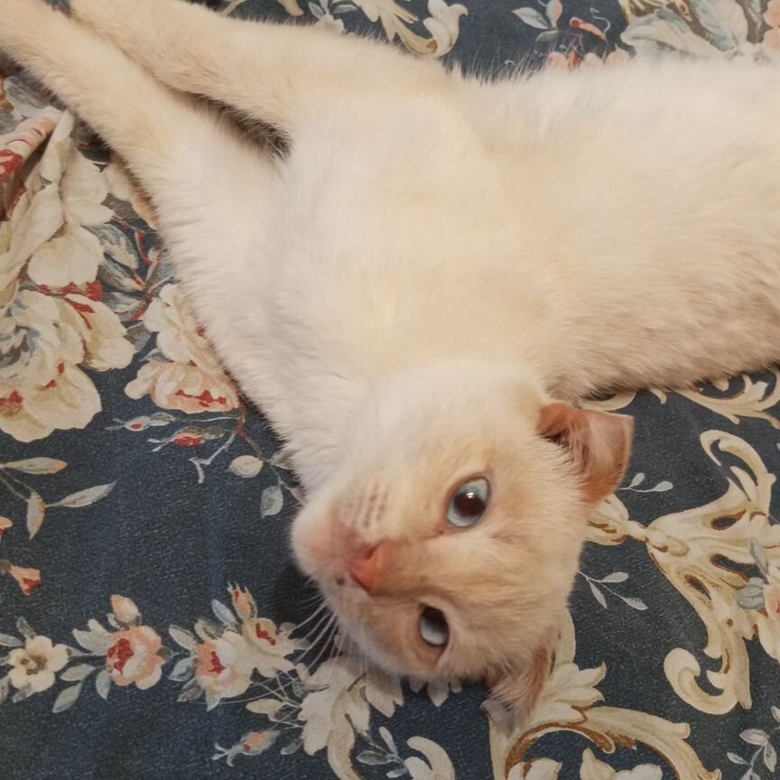 Котик бесплатно