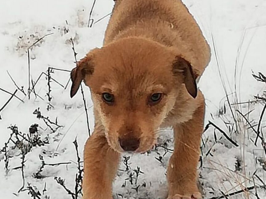 Щеночки коротколапики