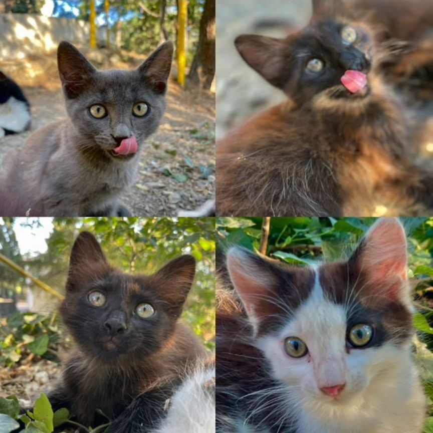 Маленькие котята в добрые руки мальчики