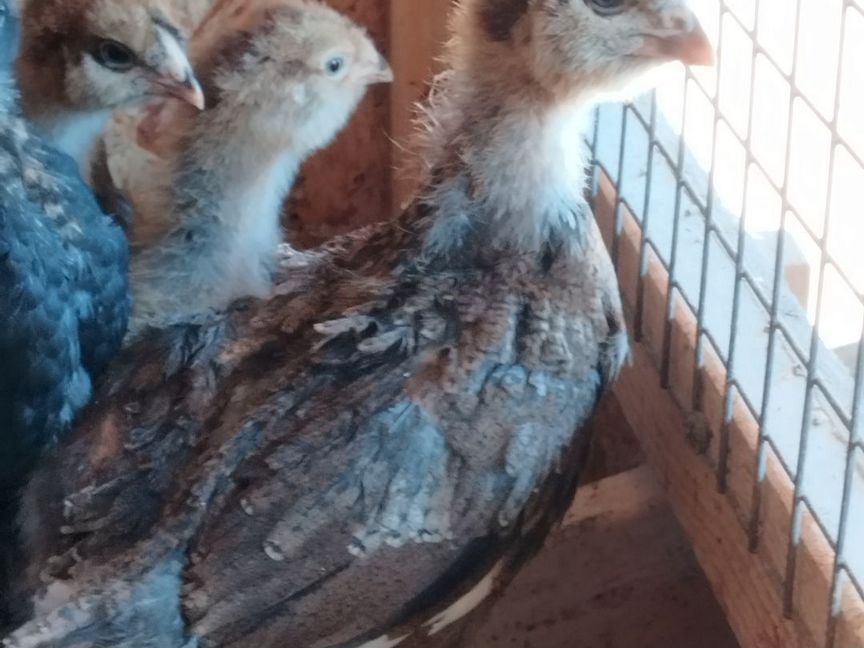 Цыплята петушки Орловской ситцевой