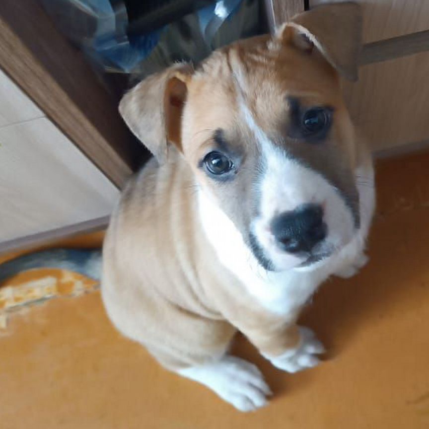 Американский стаффордширский терьер, щенок