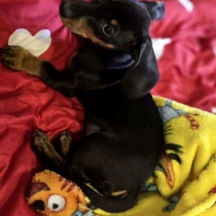 Такса, щенок