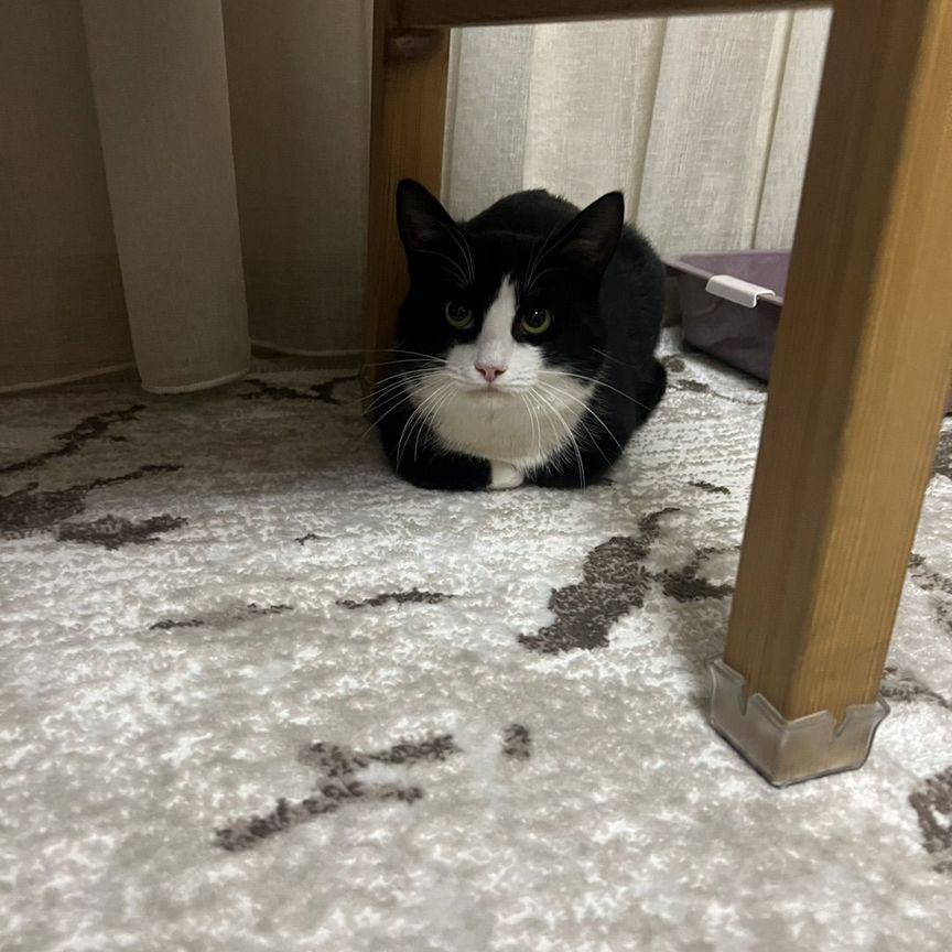 Котик Пуся