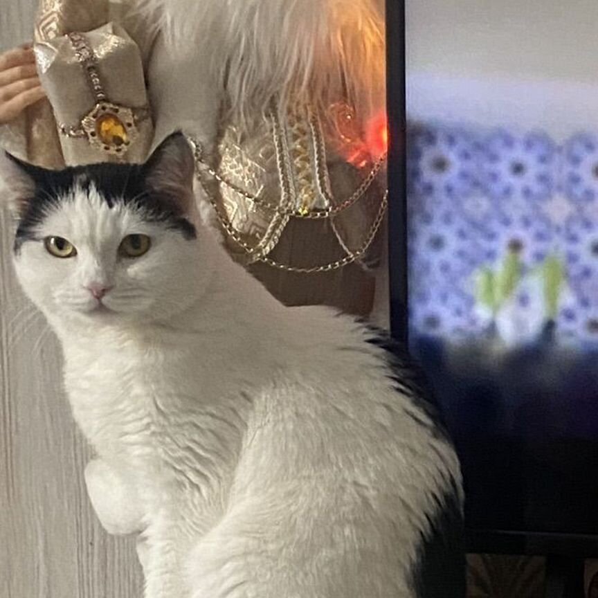 Кошка 6 лет