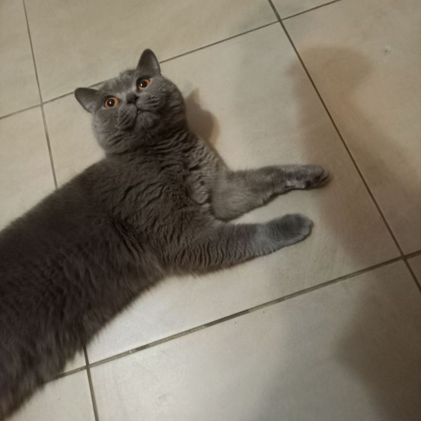 Отдам британского котика в добрые руки