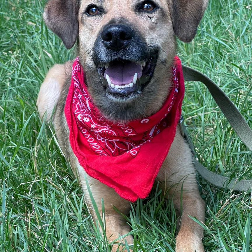 Молодая Рейчел, собака из приюта