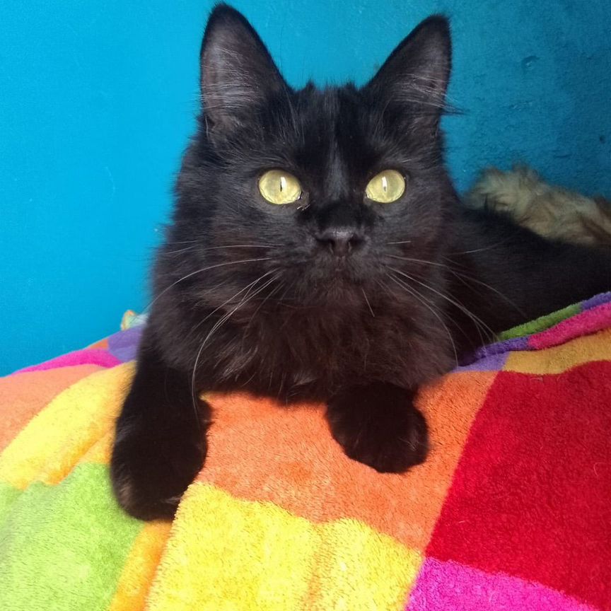 Любителям черных кошечек