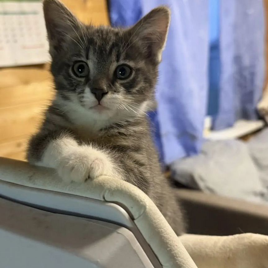 Котёнок от частного владельца
