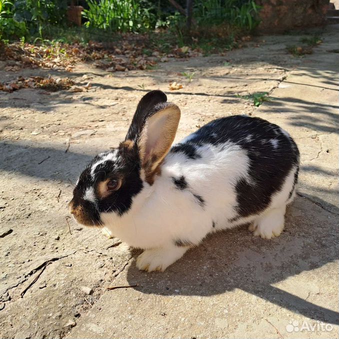 Кролики (английские бабочки)