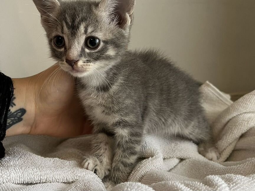 Котятки породистые