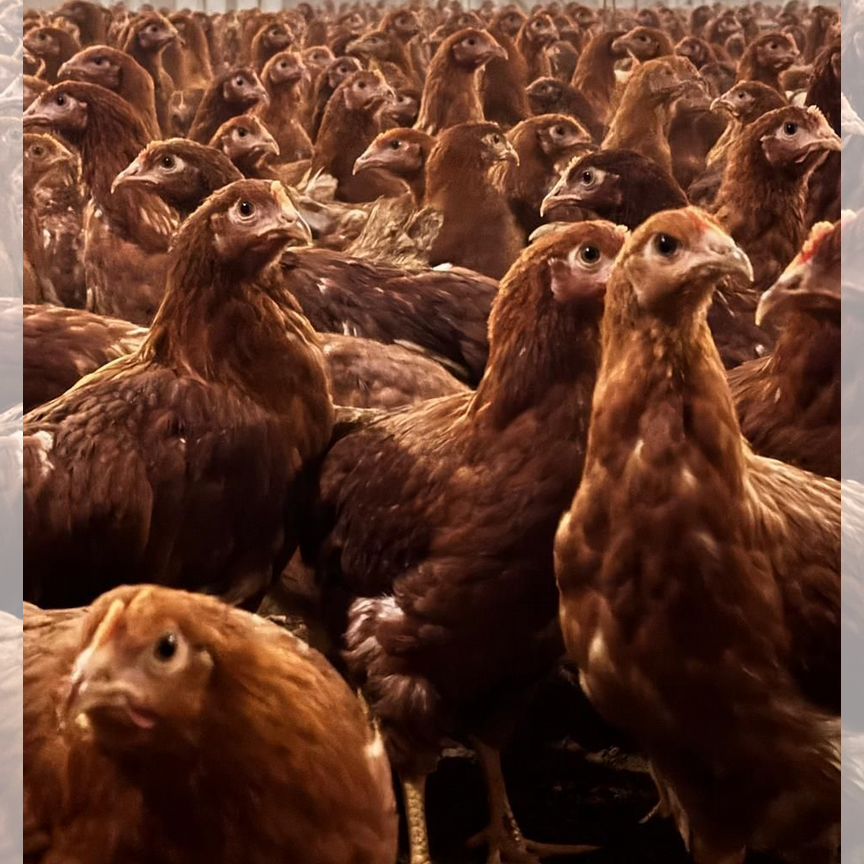 Куры-молодки