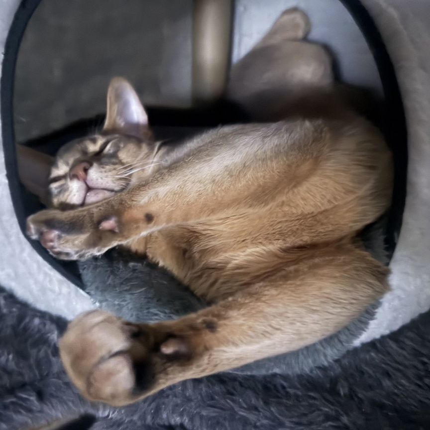 Абиссинский котёнок