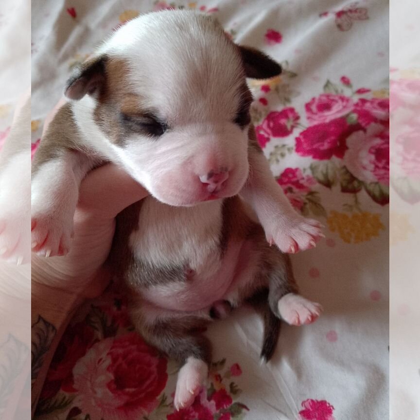 Продажа щенков