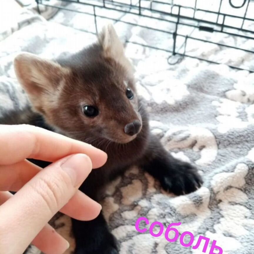 Хорек,норка,соболь