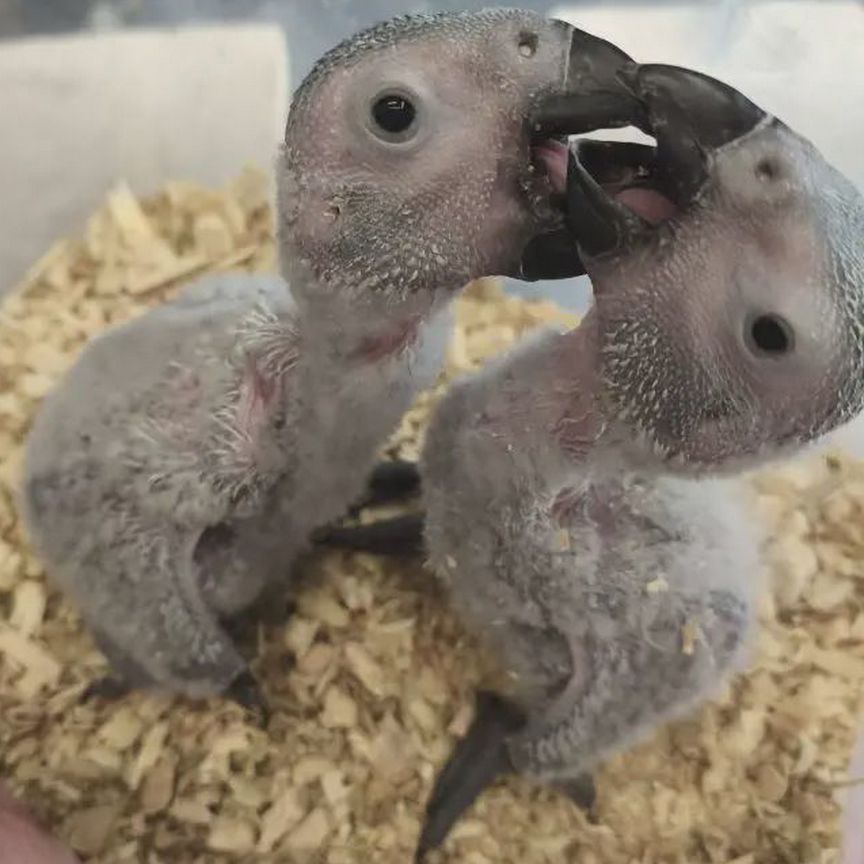 Попугай говорящий выкормыш ручной и другие виды