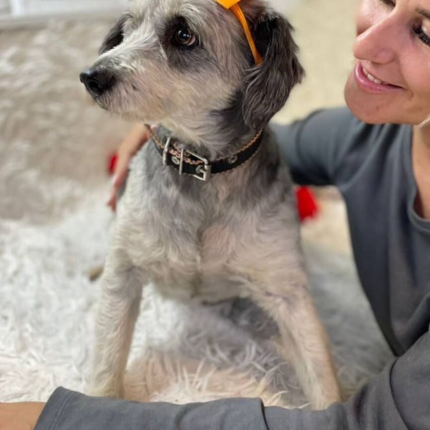 Небольшая молоденькая собачка