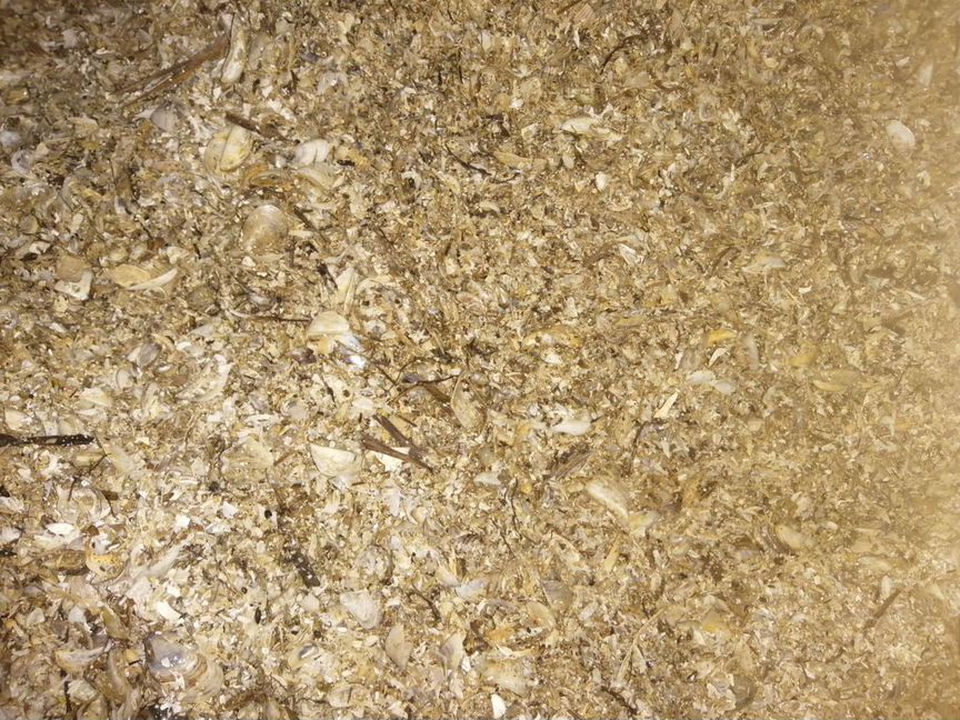 Морская ракушка для птицы