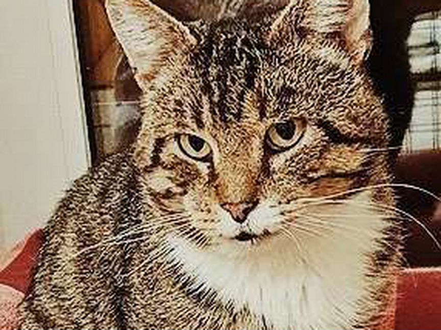 Котик, 2 г, ищет дом