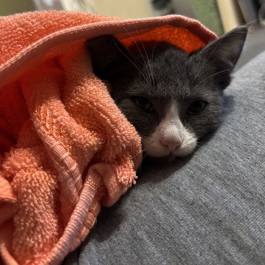 Котёнок в добрые руки