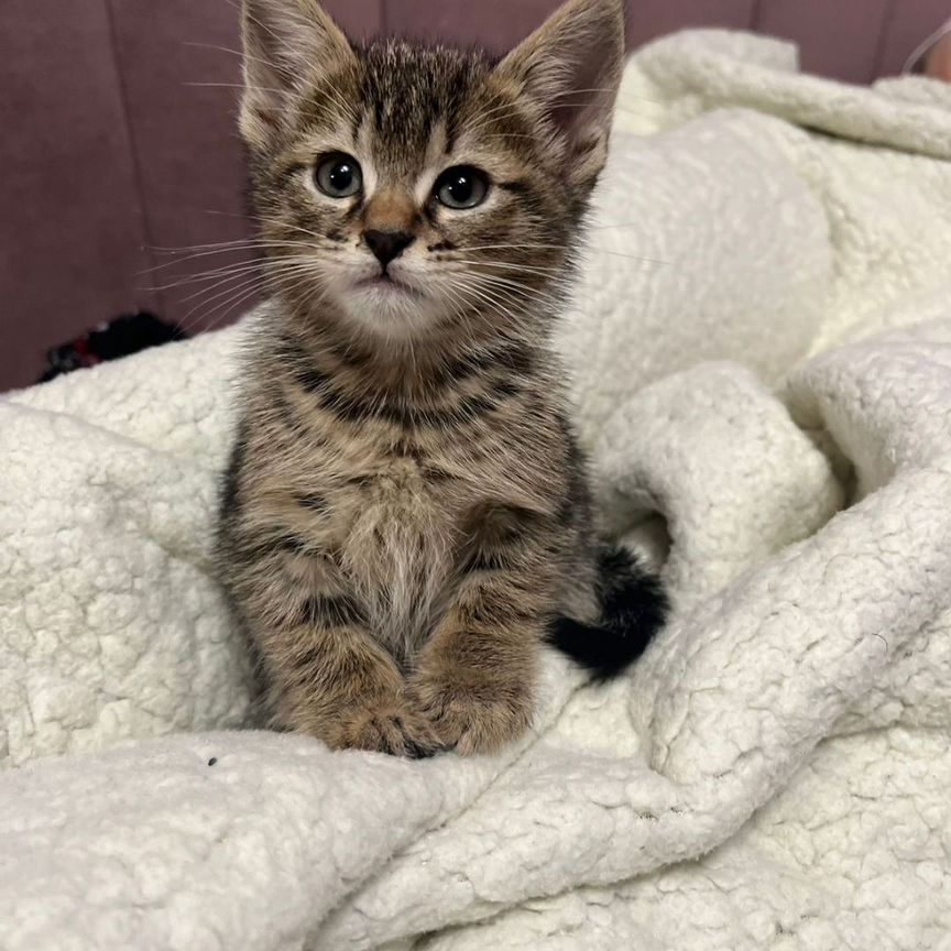 Подобран ласковый котенок, мальчик