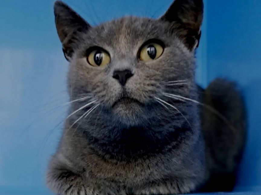 Кошка Принцесса в бархатной шубке в добрые руки