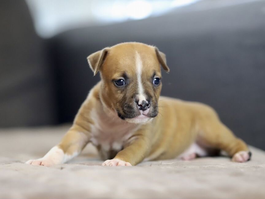 Щенки амстаффа -питомник