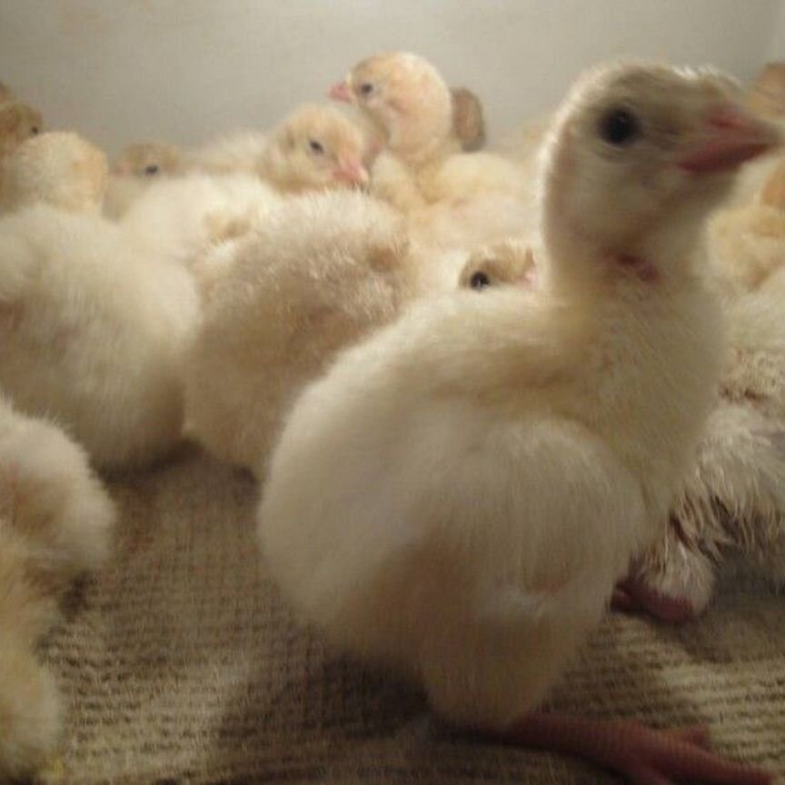 Птенцы индюка