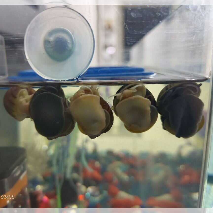 Улитки ампулярии