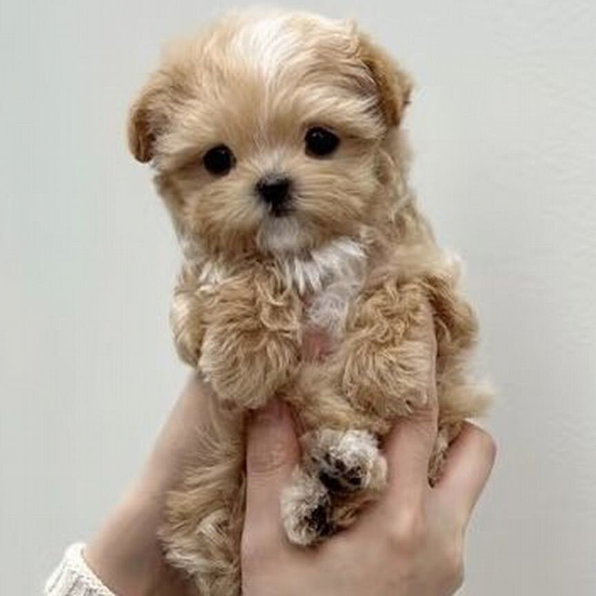 Мальтипу, щенок