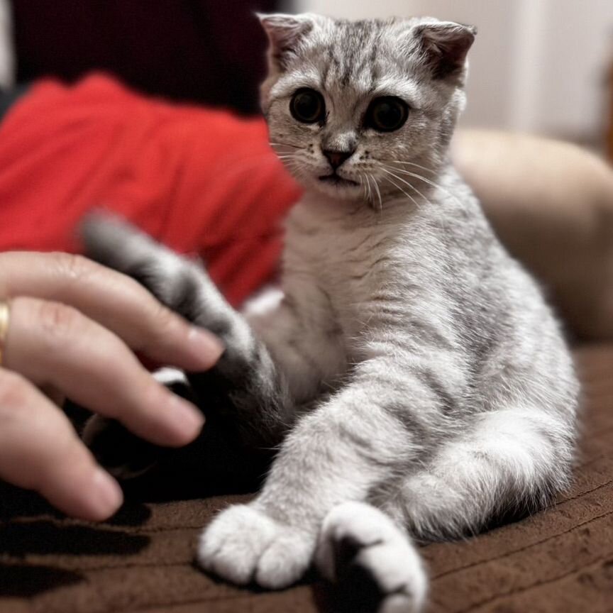 Шотландские вислоухие котята