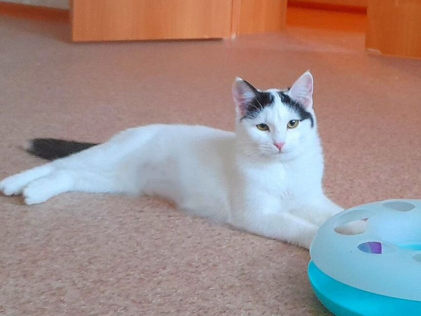 Кошка Плюшечка ищет дом