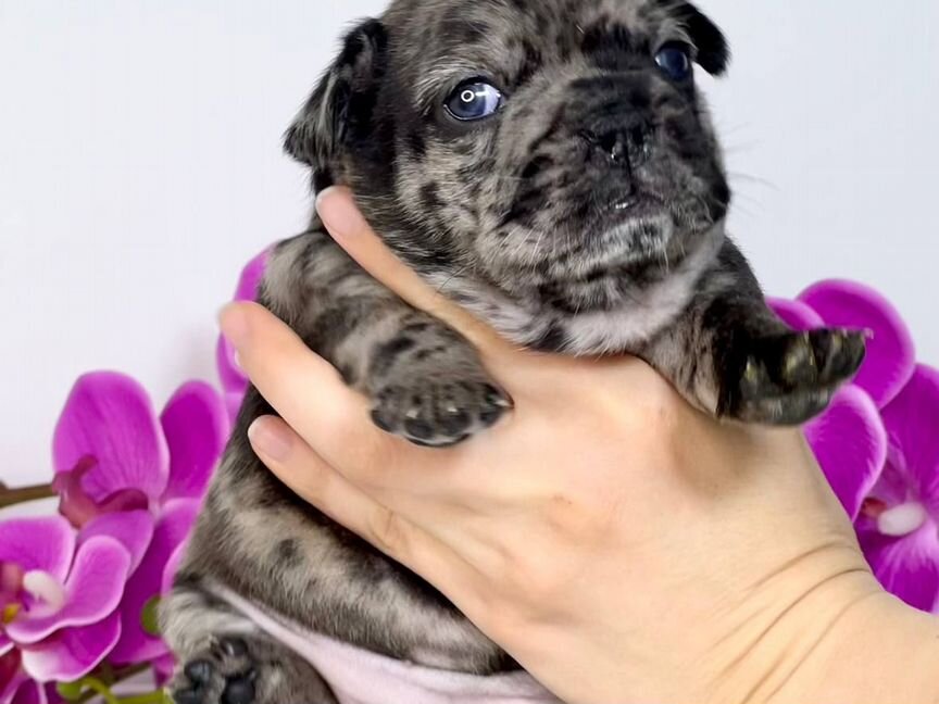 Шикарная малышка Дарк Мерле