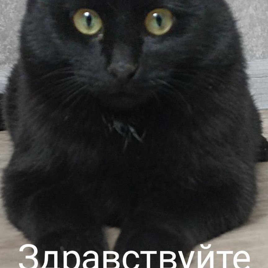 Кошки в добрые руки