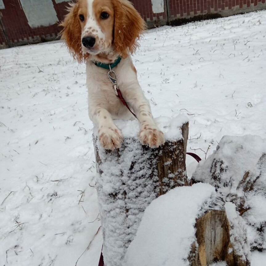 Русский охотничий спаниель отдам