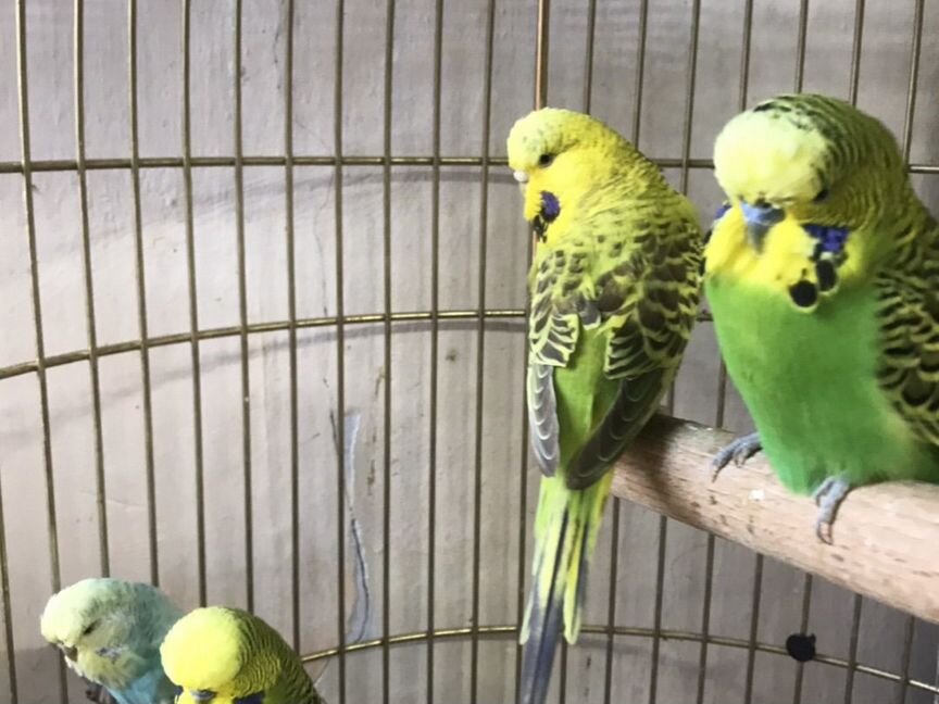 Попугаи венесуелы ввп чехи