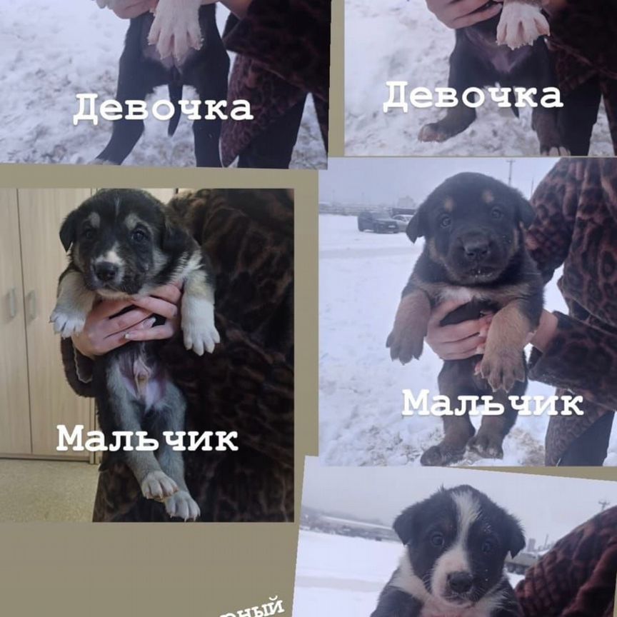 Собачьи детки