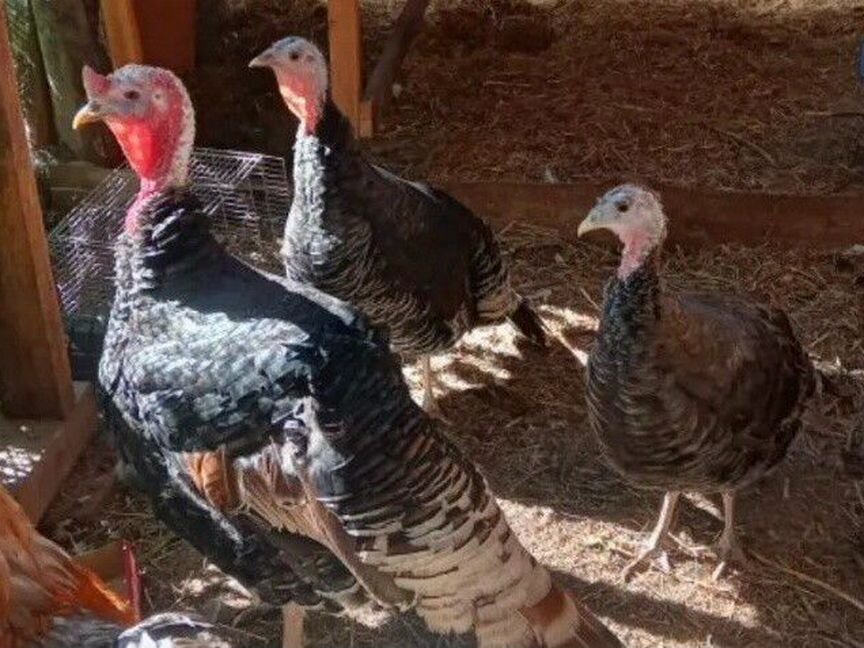 Индюки бронза