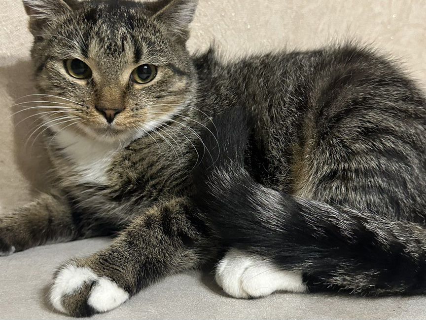 Кошка, 7 месяцев, девочка