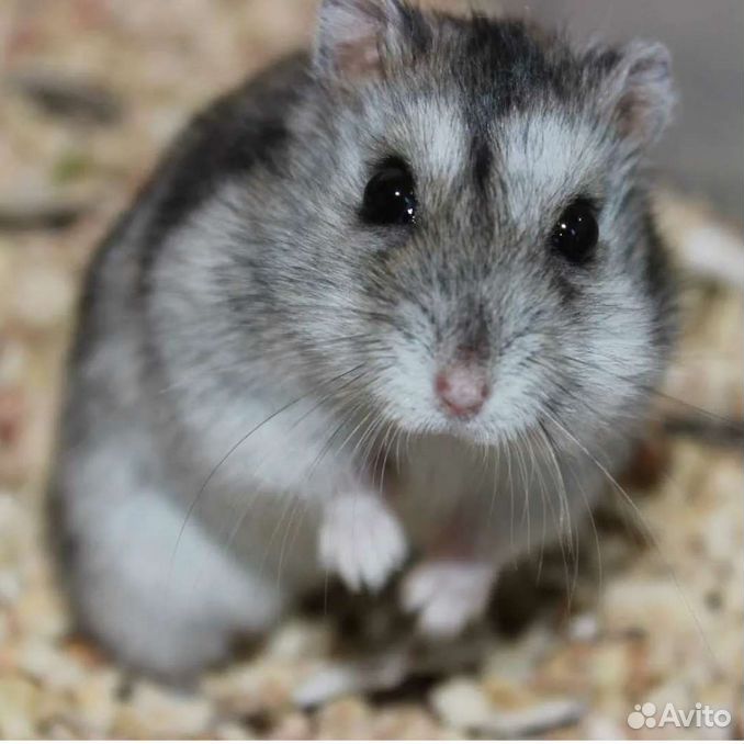 Доставка. Джунгарский хомяк