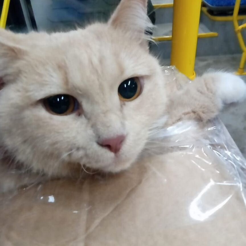 Кошка Булка ищет дом