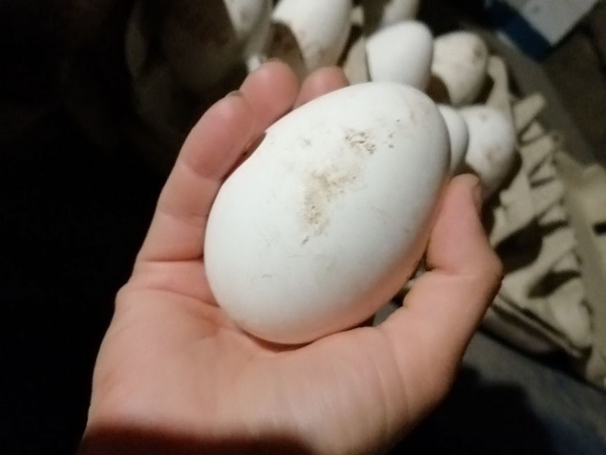 Продам гусиное инкубационное яйцо